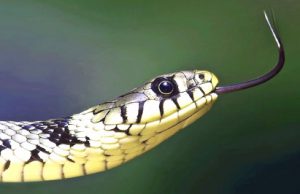Snakes Tuscany - Overview poisonous snakes and nonpoisonous snakes