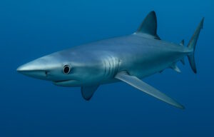 Sharks in Italy – Are there dangerous sharks in the Mediterranean Sea?